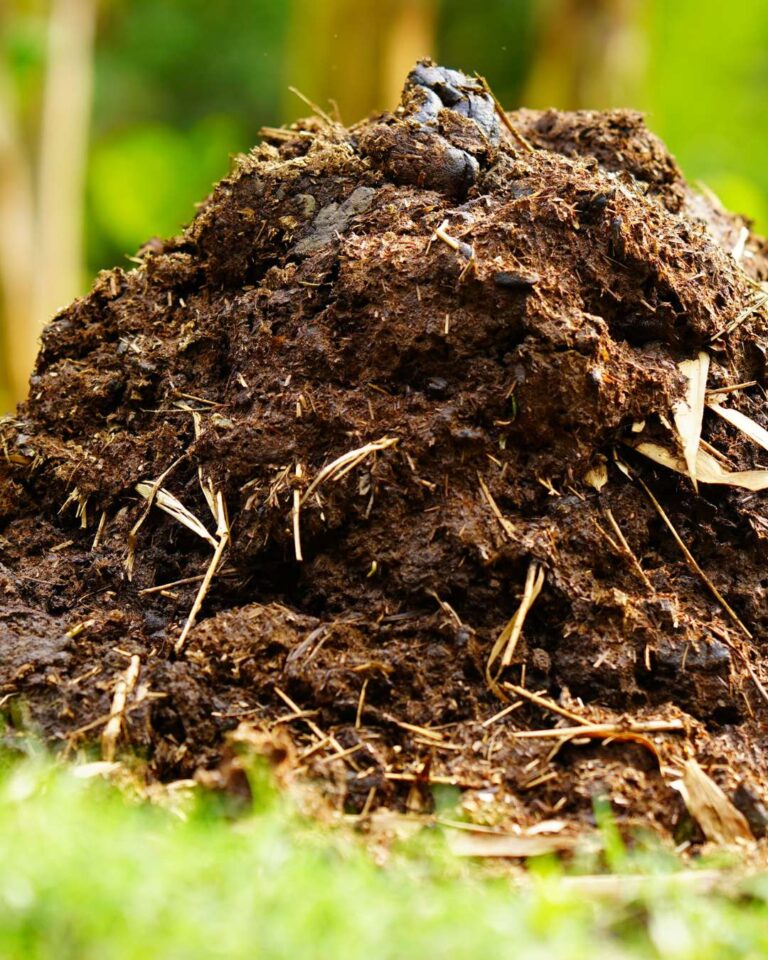 Hen Dung Manure - ElRohe Eco Farms